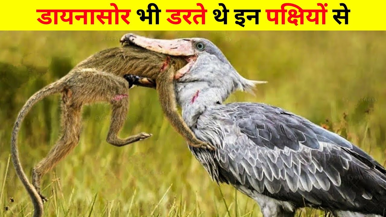 This Bird Is More Dangerous Than this-bird-is-more-dangerous-than