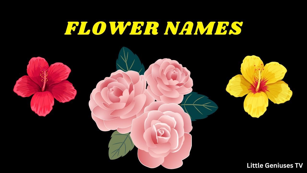 Let s Learn Flowers Names In English Name Of Flowers Flowers Names let-s-learn-flowers-names-in-english-name-of-flowers-flowers-names