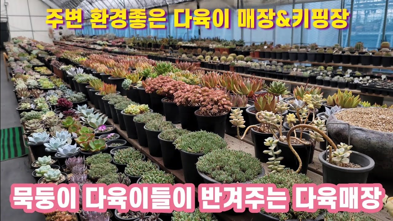 묵둥이 다육매장 다육이와화분 키핑장이 있는곳 깨끗한 시설과 환경 이쁜 묵둥이들이 반겨주는곳 국민이 묵둥이 창 자연군생 화분 키핑장 Youtube