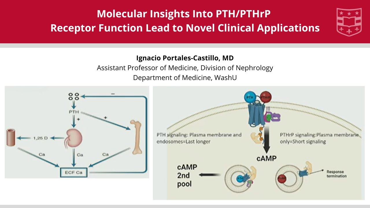 9-26-2024 - Molecular Insights Into PTH/PTHrP Receptor Function Lead to ...