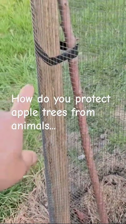 How do you protect apple trees from animals - YouTube