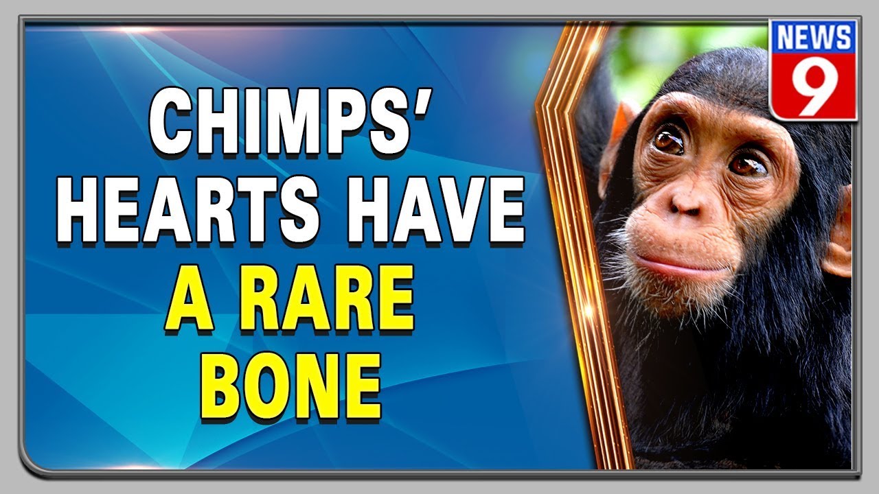 Tiny bone in chimpanzees heart discovered - YouTube