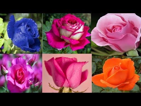🌹Beautiful rose flower pictures | rose images | photos for wallpaper | beautiful rose 🌹