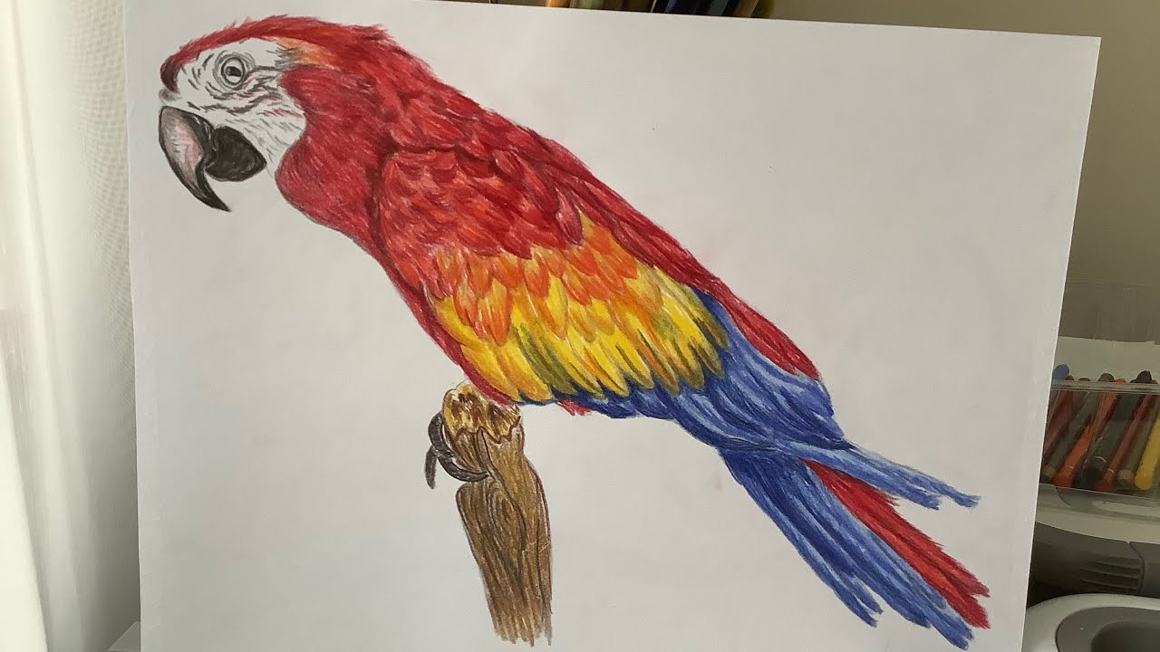 Come disegnare un pappagallo. Con le matite colorate. Semplice. Per i ...