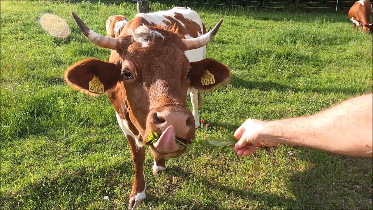 Cow asking me to help him with more foods - YouTube
