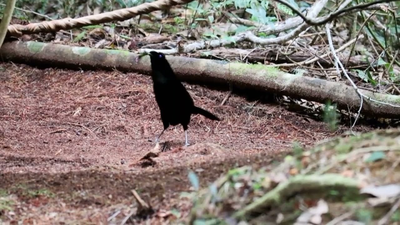 Western Parotia Clears His Dancing Ground - YouTube