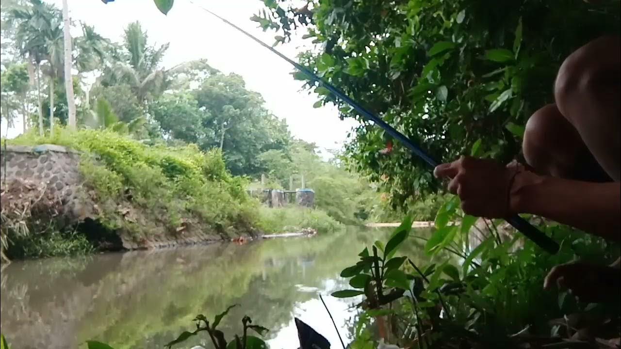 # MANCING WADER DI ALIRAN SUNGAI BONDOWOSO MENGUNAKAN UMPAN RAYAP/ SAMPERO SANGAT MANTULL ...