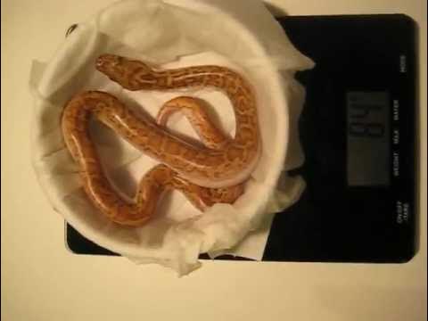 SILVERSIDED BUTTERSCOTCH half dwarf Burmese python - how heavy am I ...