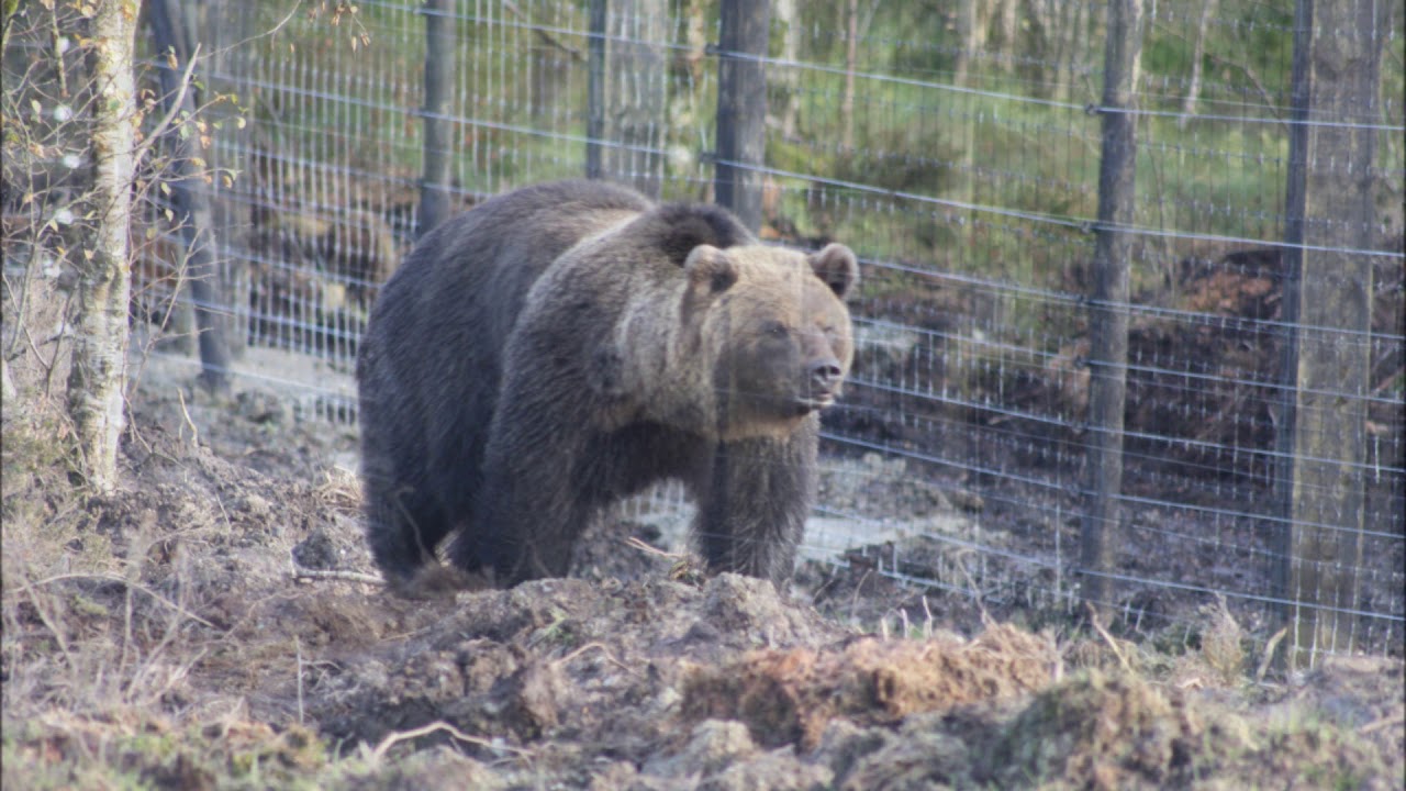 Wild Ireland - Lynx, Bears and Wolves - YouTube