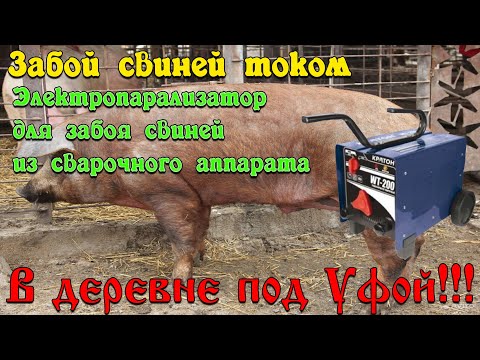 ЗАБОЙ СВИНЕЙ ТОКОМ!!! #электропарализатор #электрошокер #забой #оглушитьсвинью #забойэлектричеством