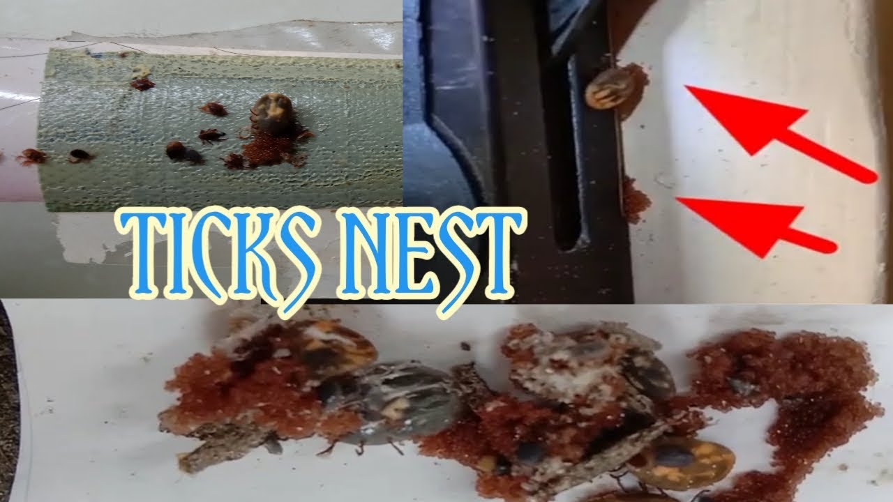 Ticks Nest /Garapata - YouTube