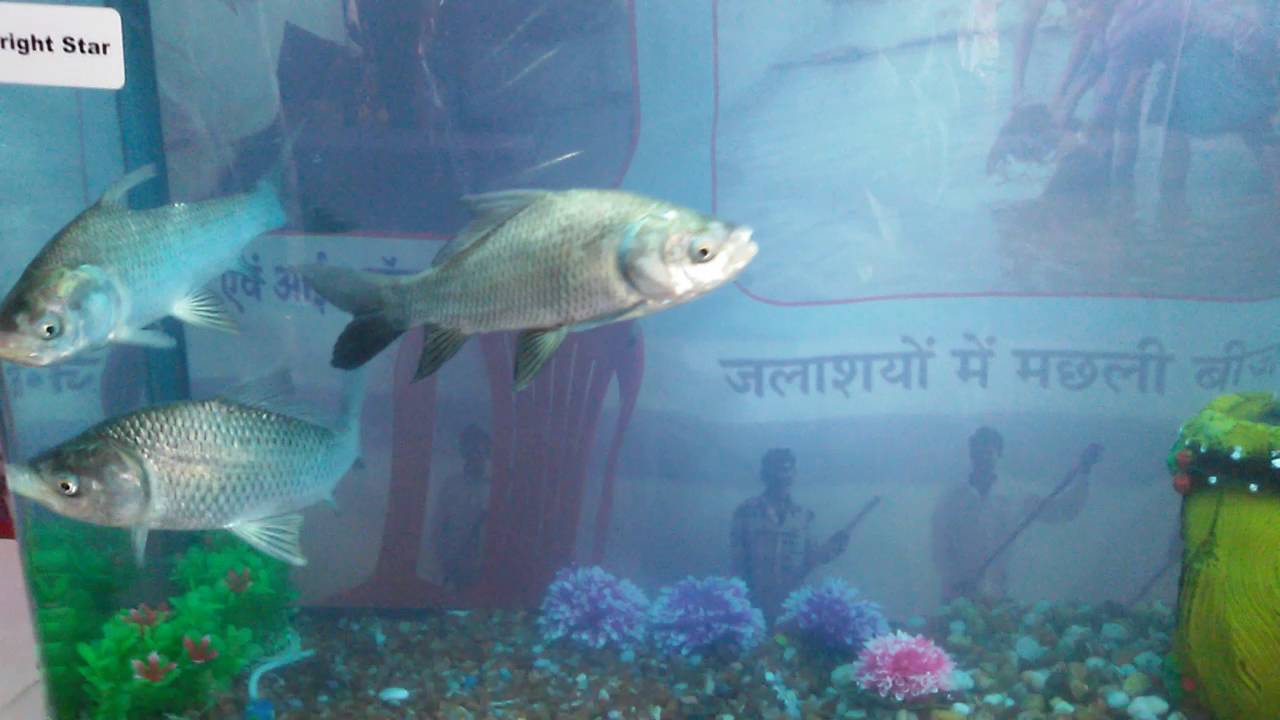 Catla fish - YouTube