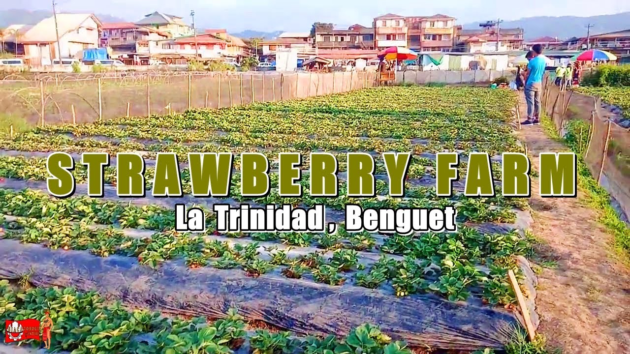 Strawberry Farm La Trinidad Benguet | Philippines Largest Strawberry ...