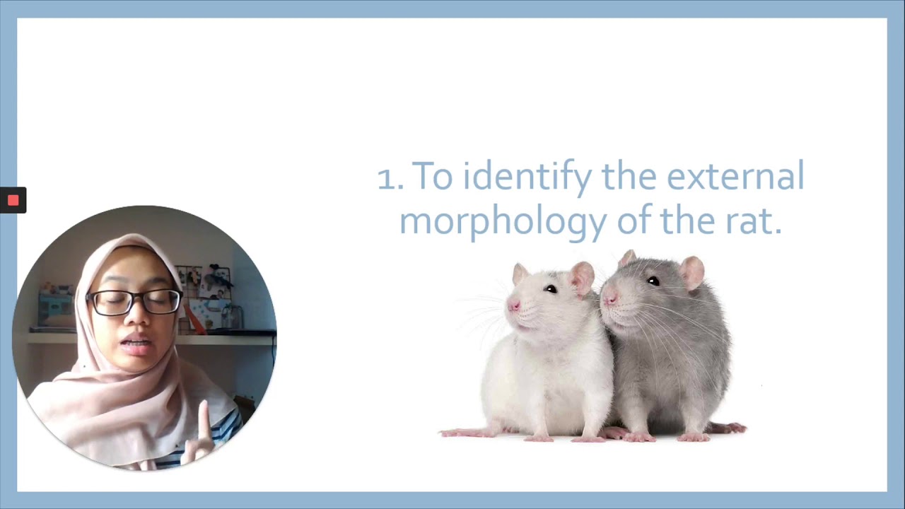 LAB PRACTICAL : DISSECTION OF RAT (MAMMALS) | ENE 2253 BIOLOGY ...