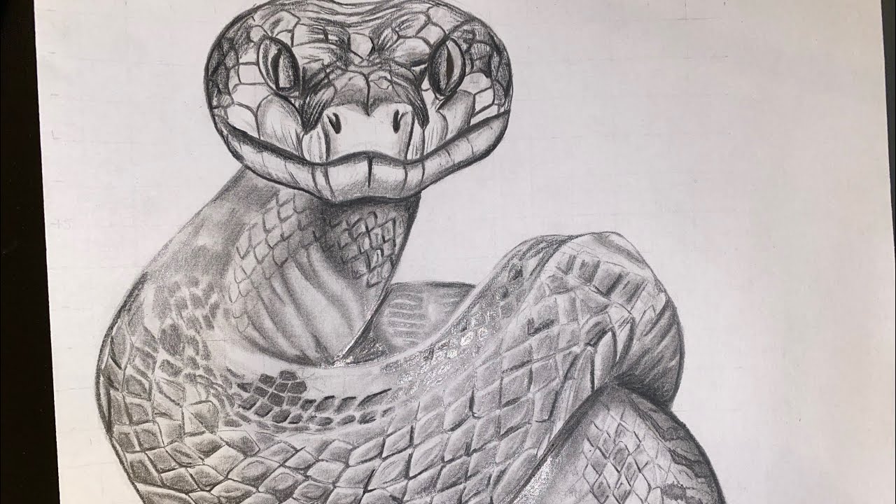 Most realistic Snake SKETCH (OUTLINE) - YouTube
