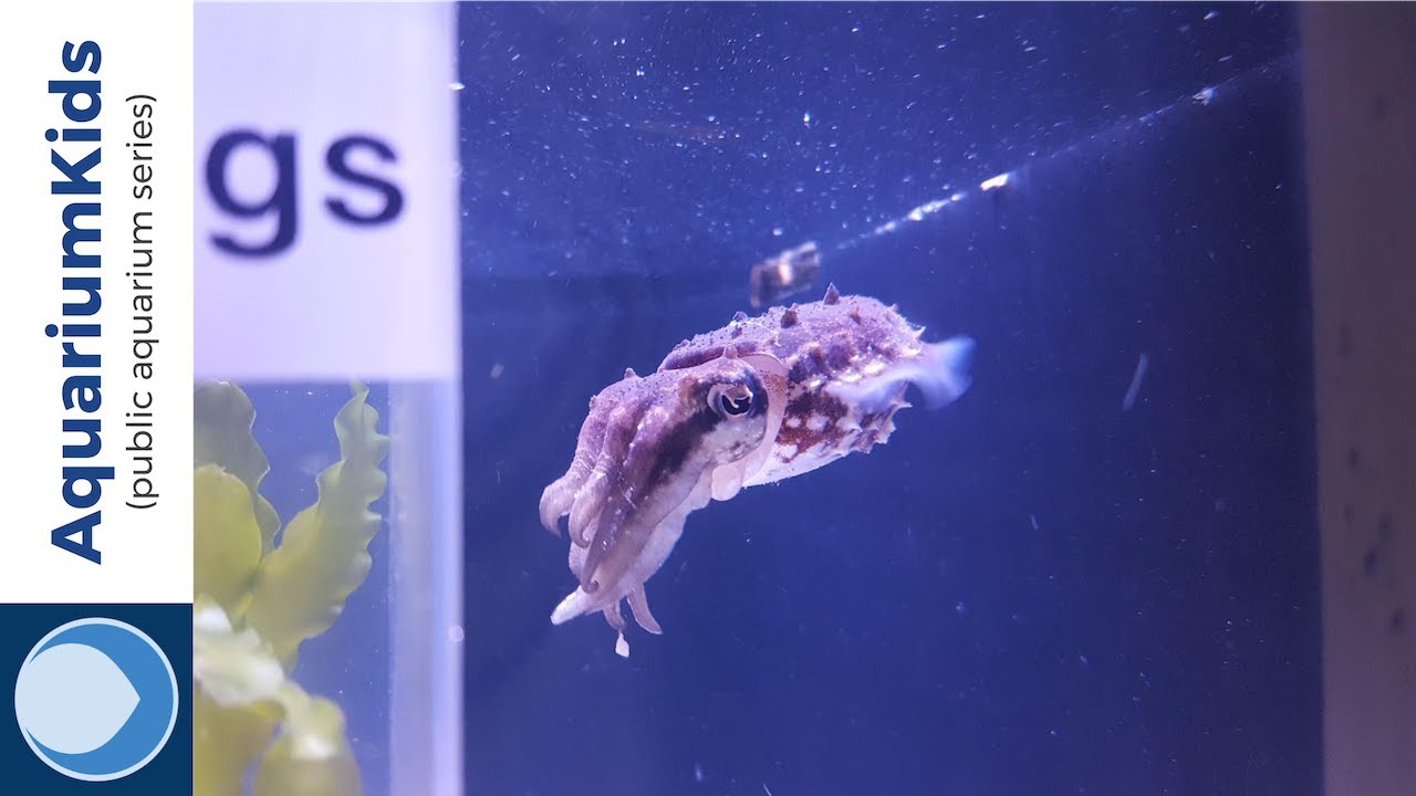 Dwarf Cuttlefish at the Seattle Aquarium (4K UHD)! - YouTube