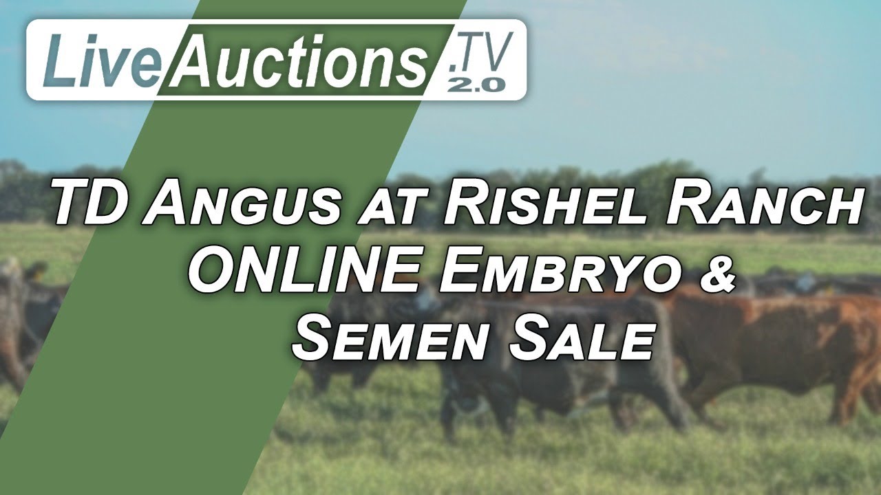TD Angus at Rishel Ranch - ONLINE Embryo & Semen Sale - YouTube