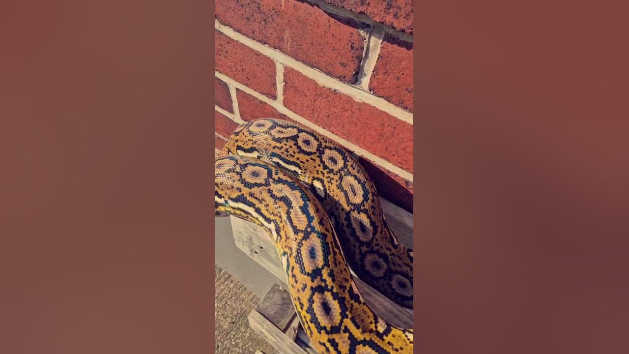 Sabbore - Aztec, Reticulated Python (Malayopython Reticulatus) 🐍 #snake ...