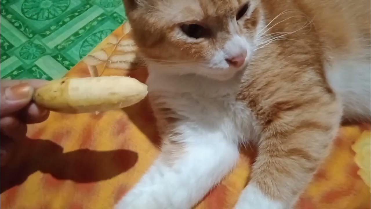 KUCING OREN vs PISANG IMUT 🐈 - YouTube