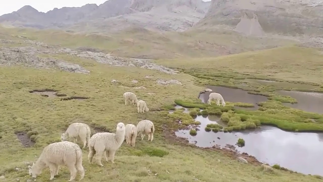 ALPACAS PERU ( 4000 mtrs) en la sierra de Lima Y Junin. - YouTube