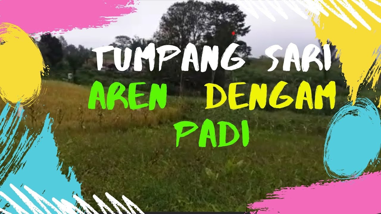 Tumpang sari Aren dengan Padi || Budidaya aren Genjah - YouTube