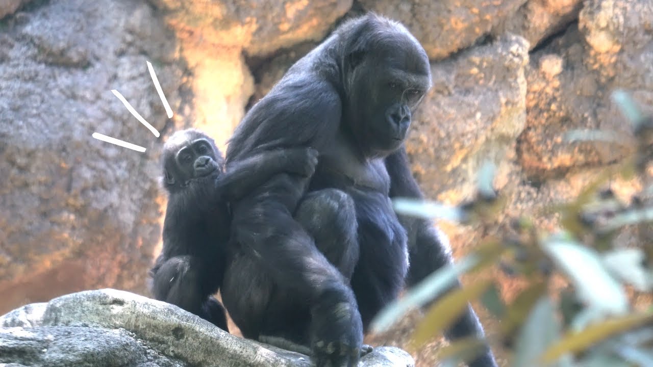 Gorilla Momoka is getting better at taking care of baby sister Sumomo ...