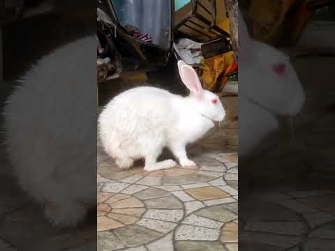 My cute rabbit 🐰🐇💞#shorts #shortvideo .rabbit status .khargosh status .rabbit .bunny khargosh