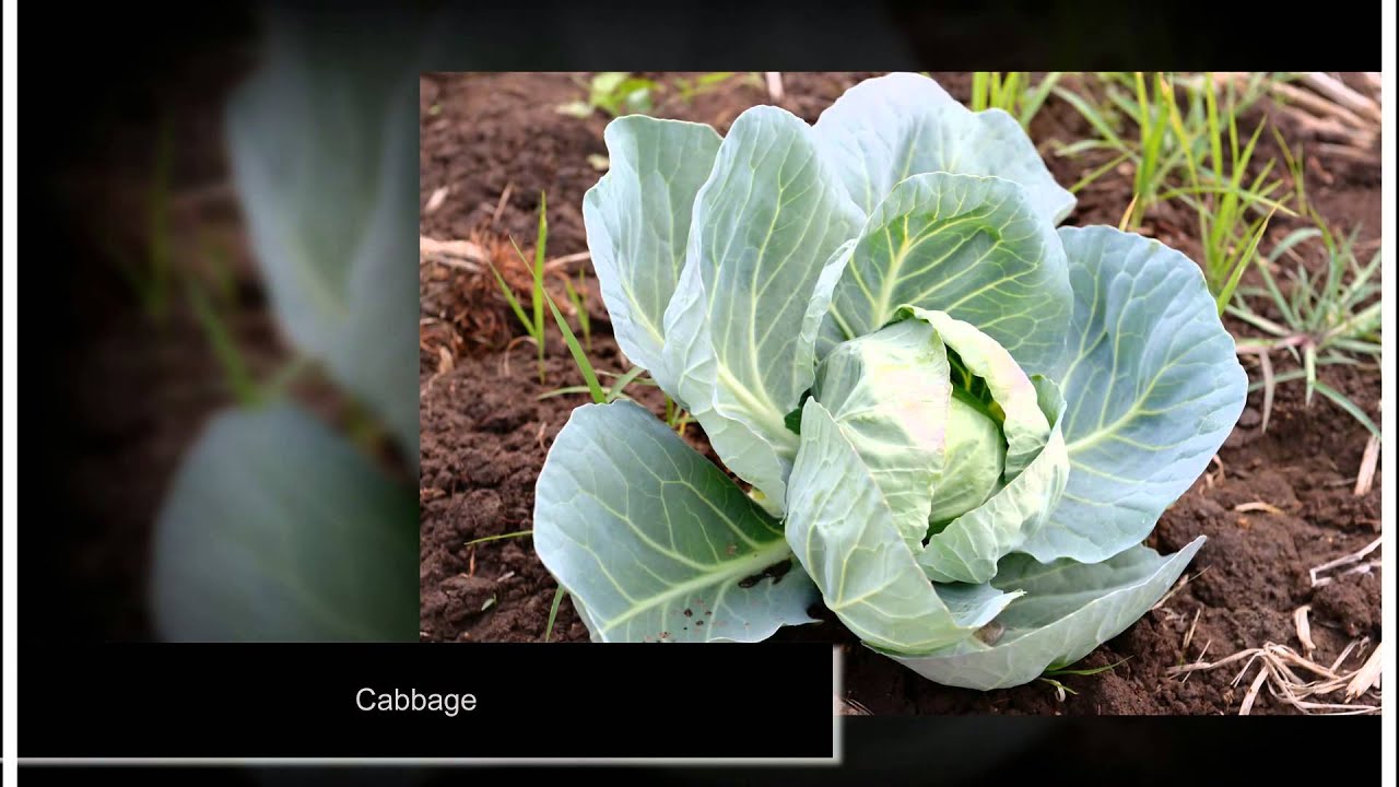 A Day at Saguna Baug! - YouTube