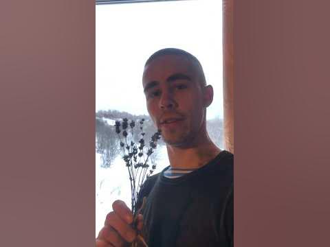 Стратификация семян моей лаванды #лаванда #цветы #деревня - YouTube
