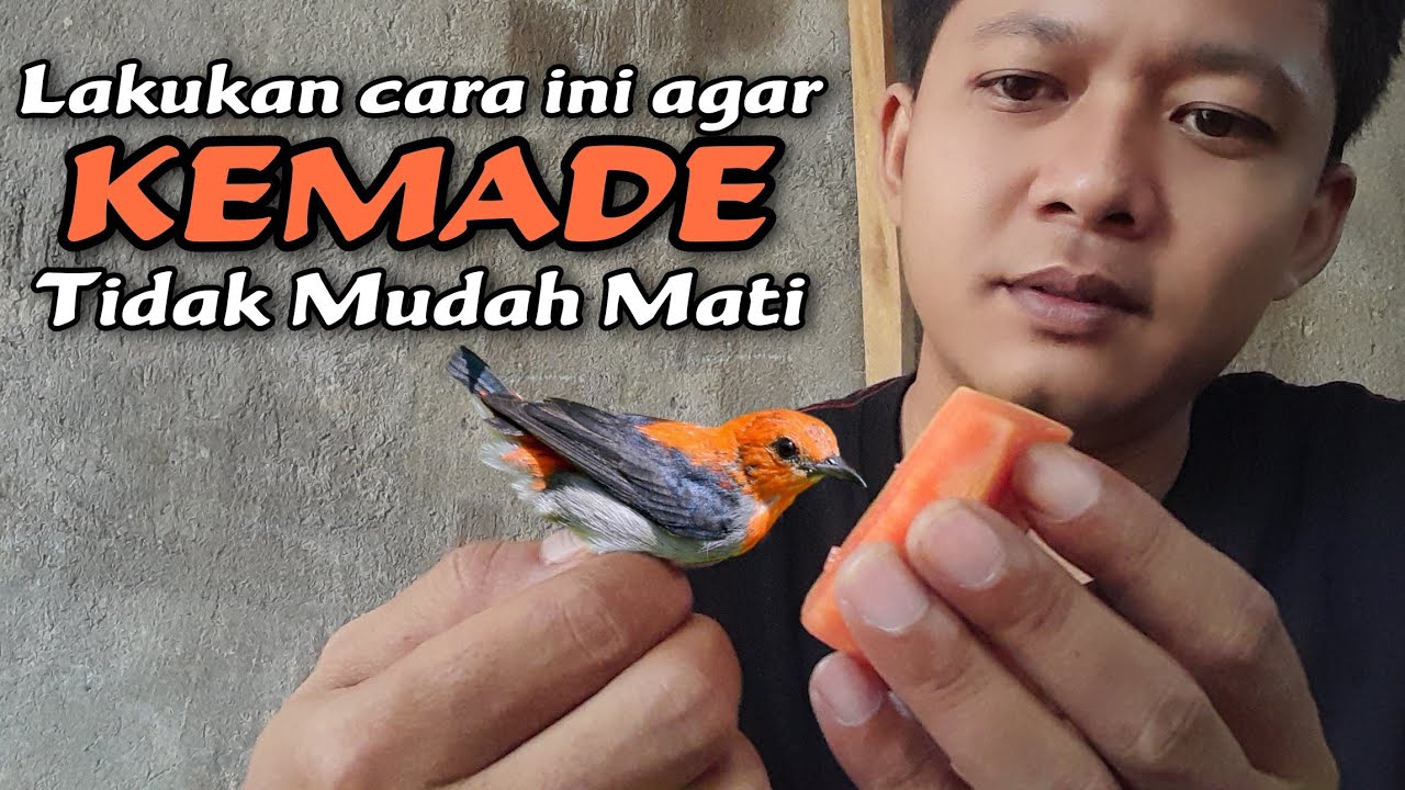cara merawat burung KEMADE agar tidak mudah mati dan cepar gacor - YouTube