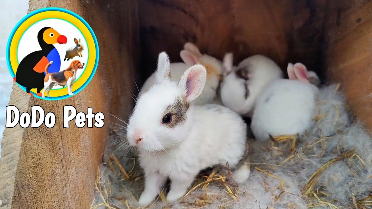 Cute Baby Rabbit Activities | Little Bunny Rabbit Sounds - YouTube