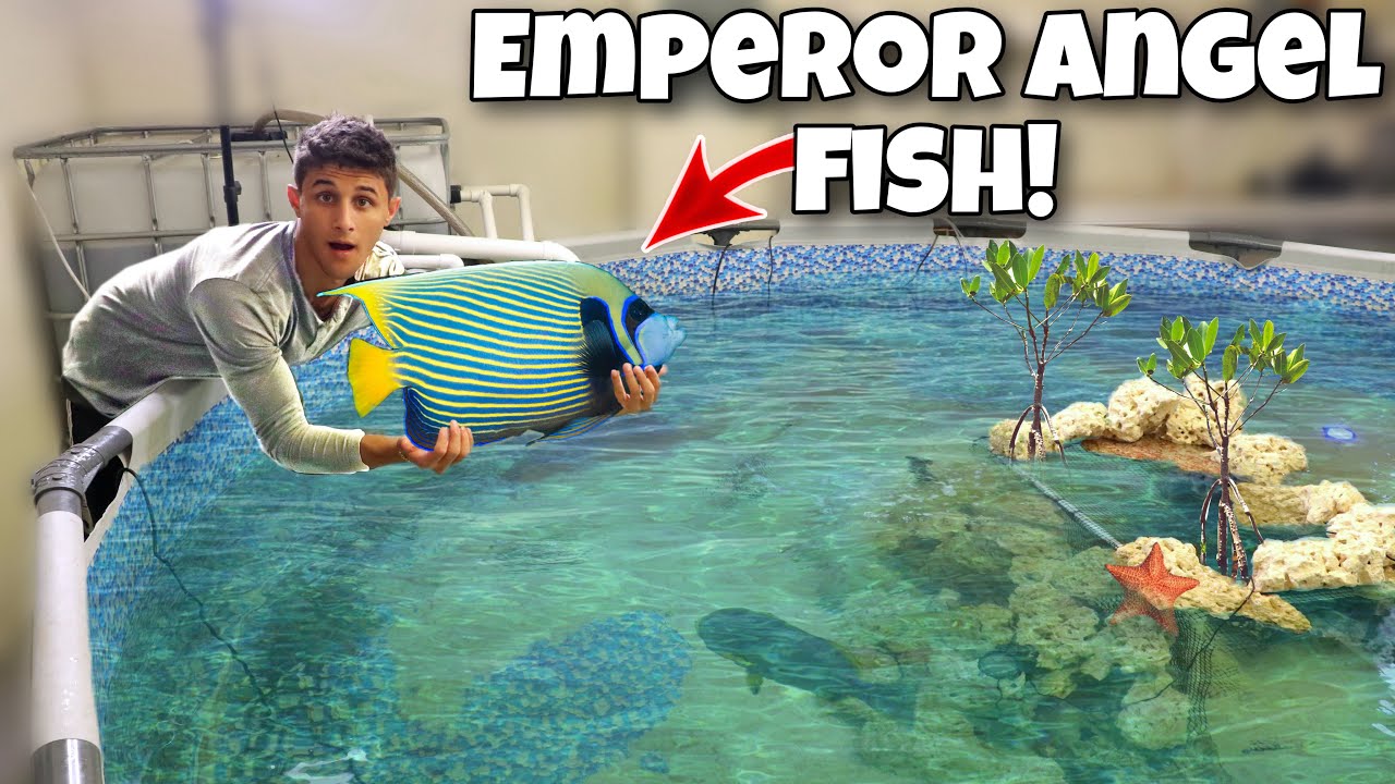 My NEW EXOTIC ANGEL FISH For My 3000 Gallon SALTWATER POND!! *Giant ...