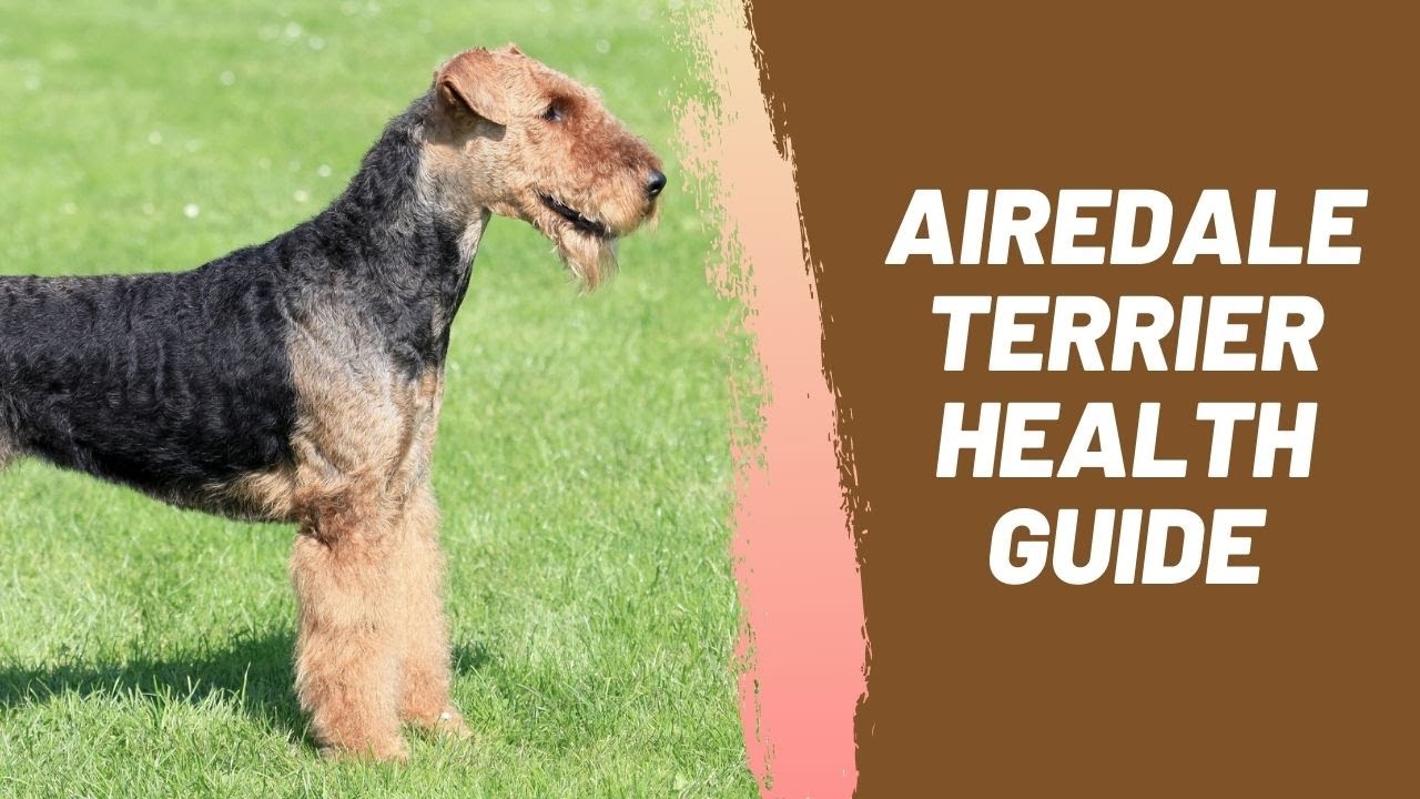 Airedale Terrier Health Guide - YouTube