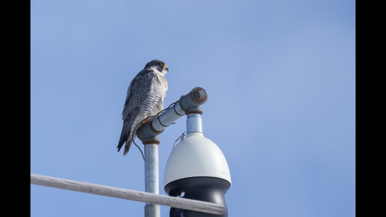 February Birding in Minnesota - Bird in Our Car at Sax-Zim Bog, Eagle ...