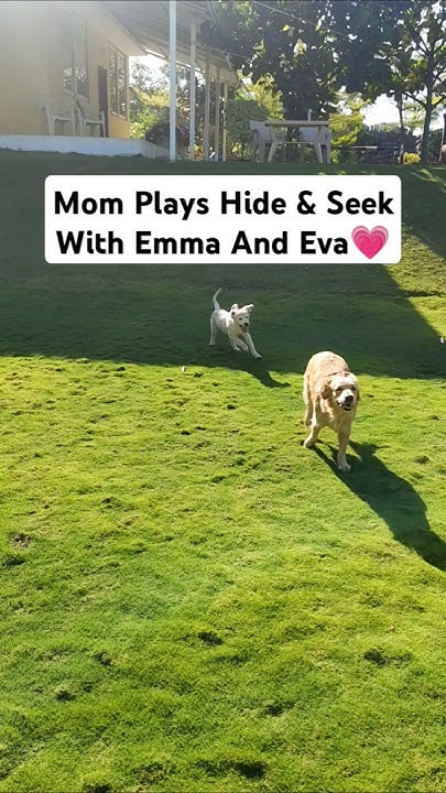 Playing Hide & Seek with my dogs ️#shorts #funny #cute #goldenretriever ...