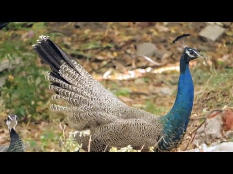 Craziest Show of Indian Peacocks | The Crazy Nature - YouTube