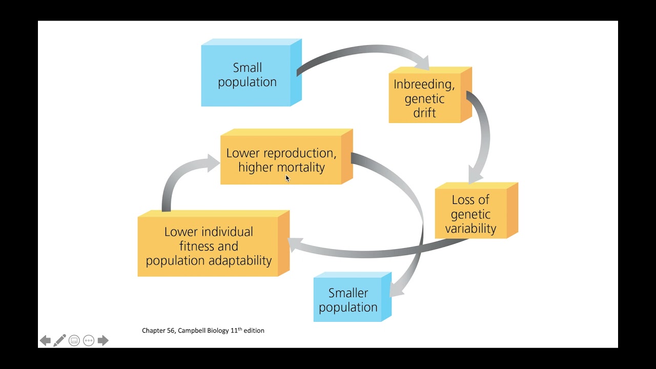 Extinction Vortices - YouTube