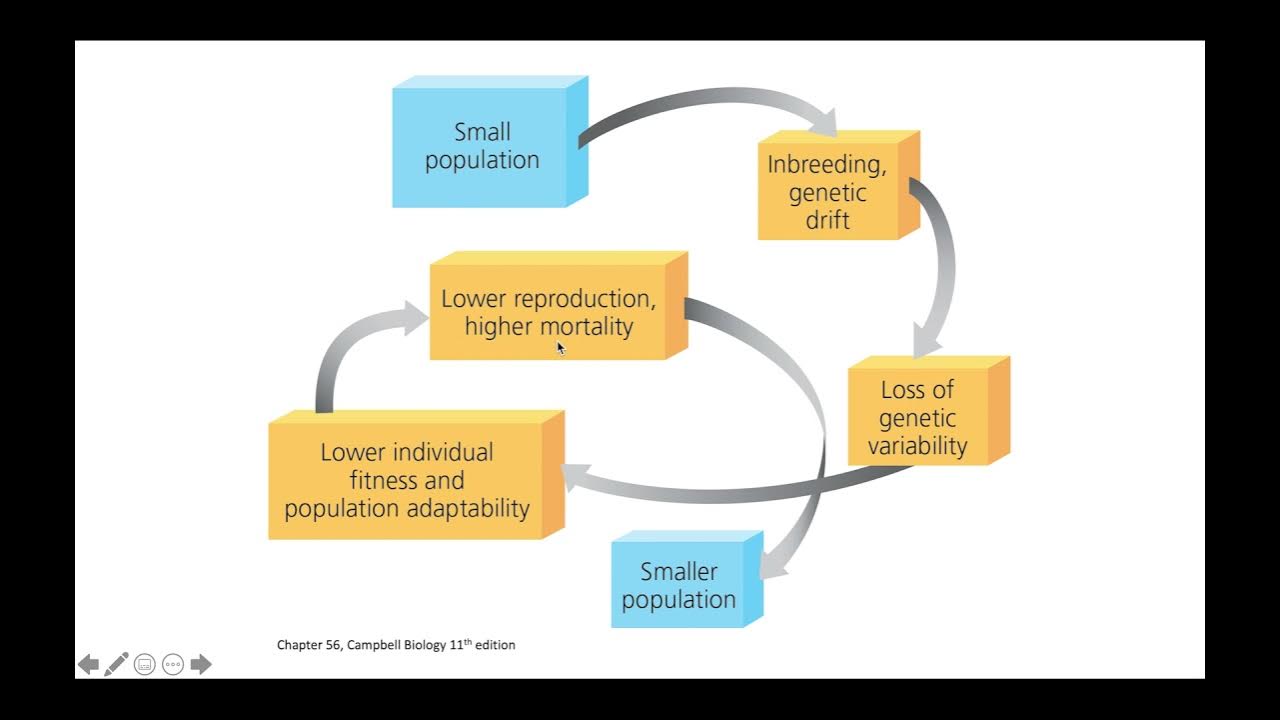 Extinction Vortices - YouTube