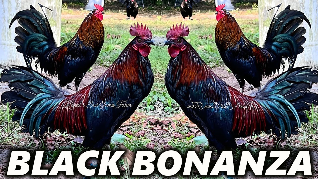 Beautiful Black Bonanza McRae Jap Hennie ROADS END FARM - YouTube
