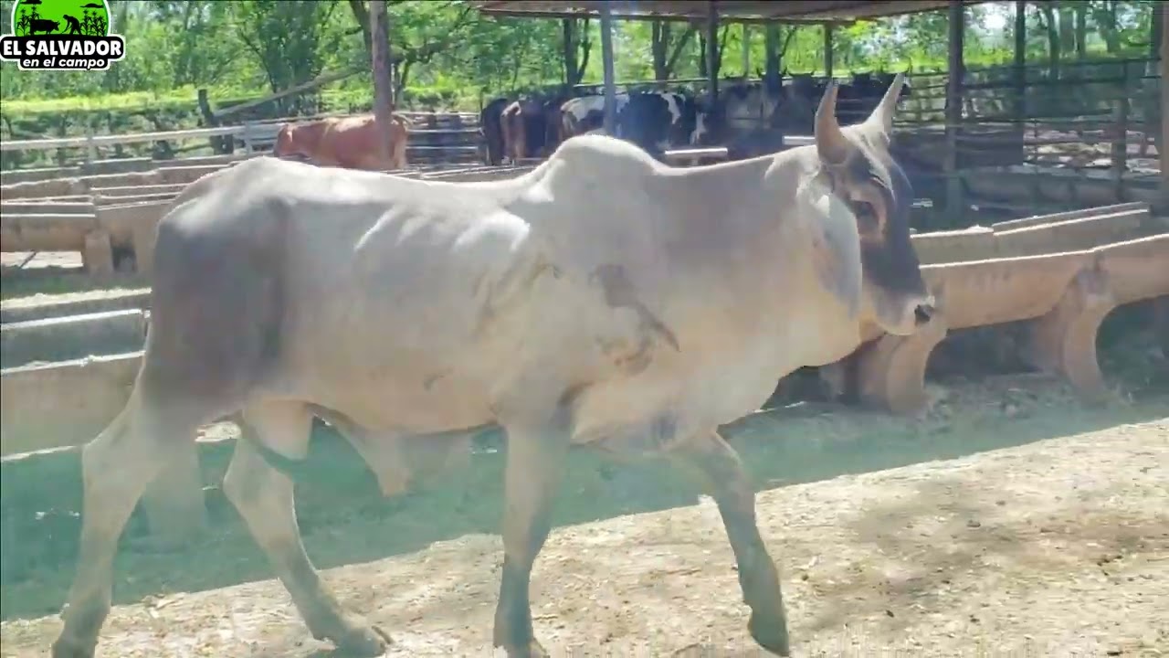 Nuevos lotes para ganaderias lecheras Gyr Lechero y Guzerat-El Salvador ...