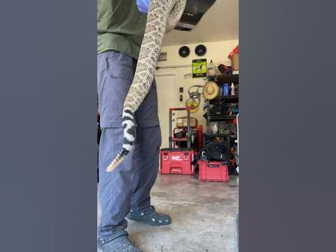Tanning a Rattlesnake Skin: Part 1: Skinning - YouTube