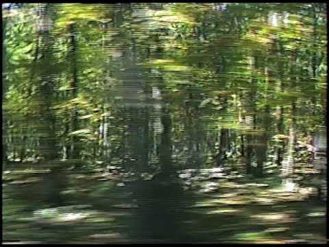 VHS Moving Trees Forest Car Ride - YouTube