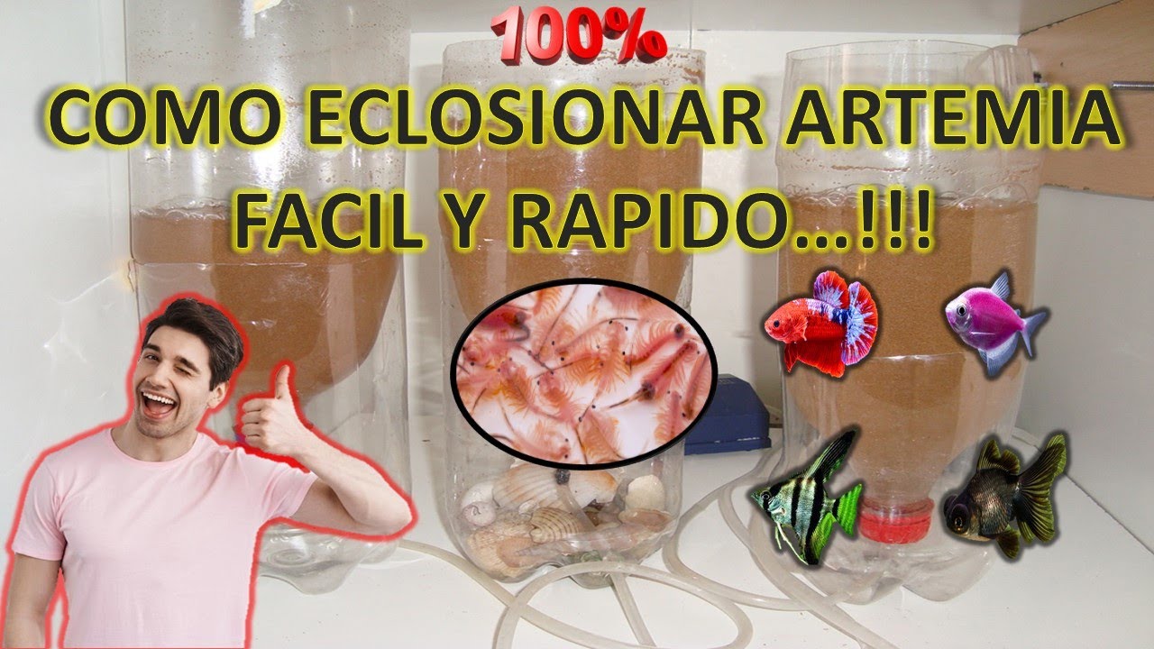 Tutorial cómo eclosionar ARTEMIA fácil y rápido 💯👌 - YouTube