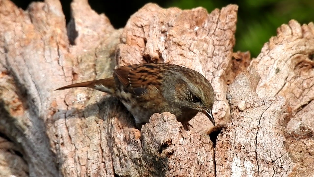 Badderende vogels met prachtige vogelgeluiden - Bathing birds with ...