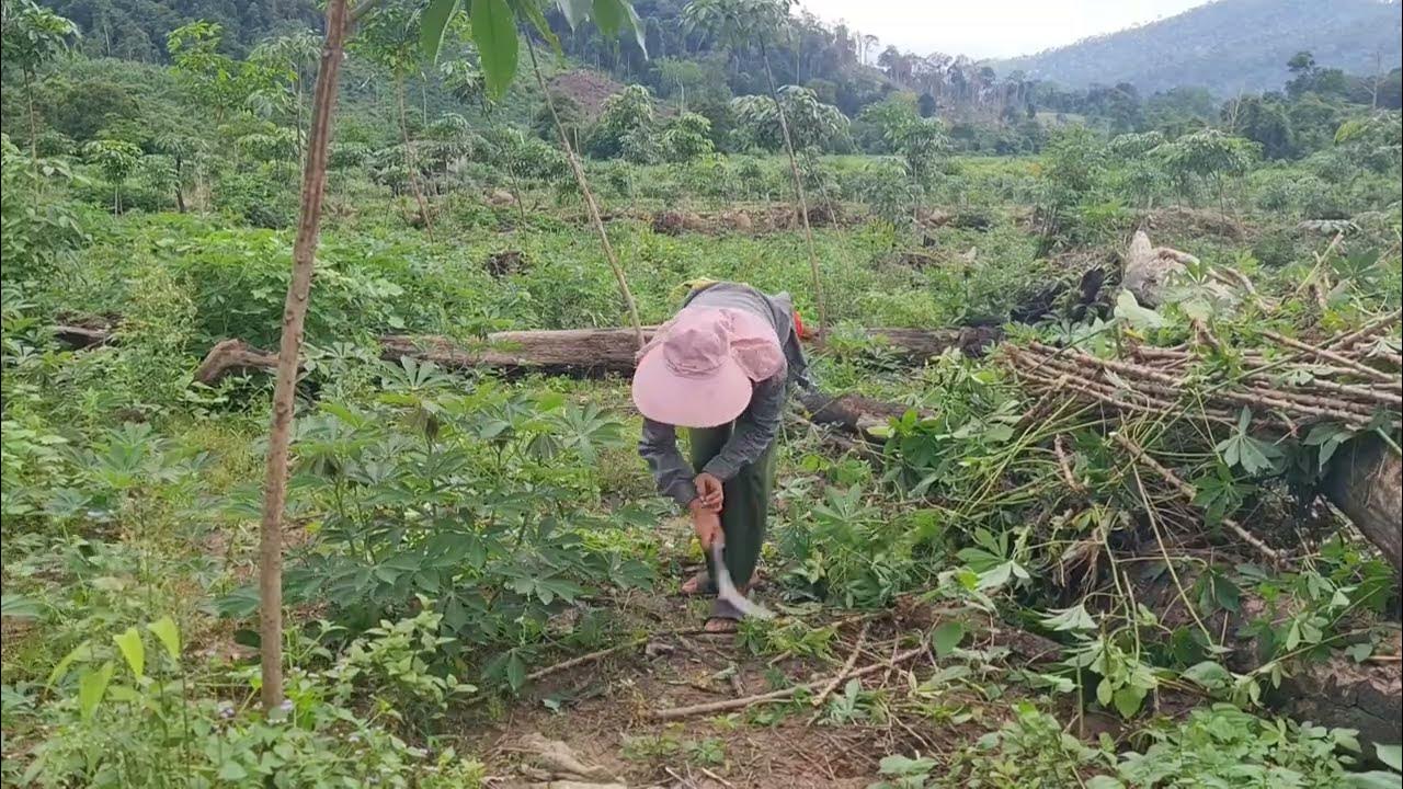 hunb no kv rov qab coj nej nrog kuv mu luaj teb qos dua os cov phooj ywm sawv dawv aw - YouTube