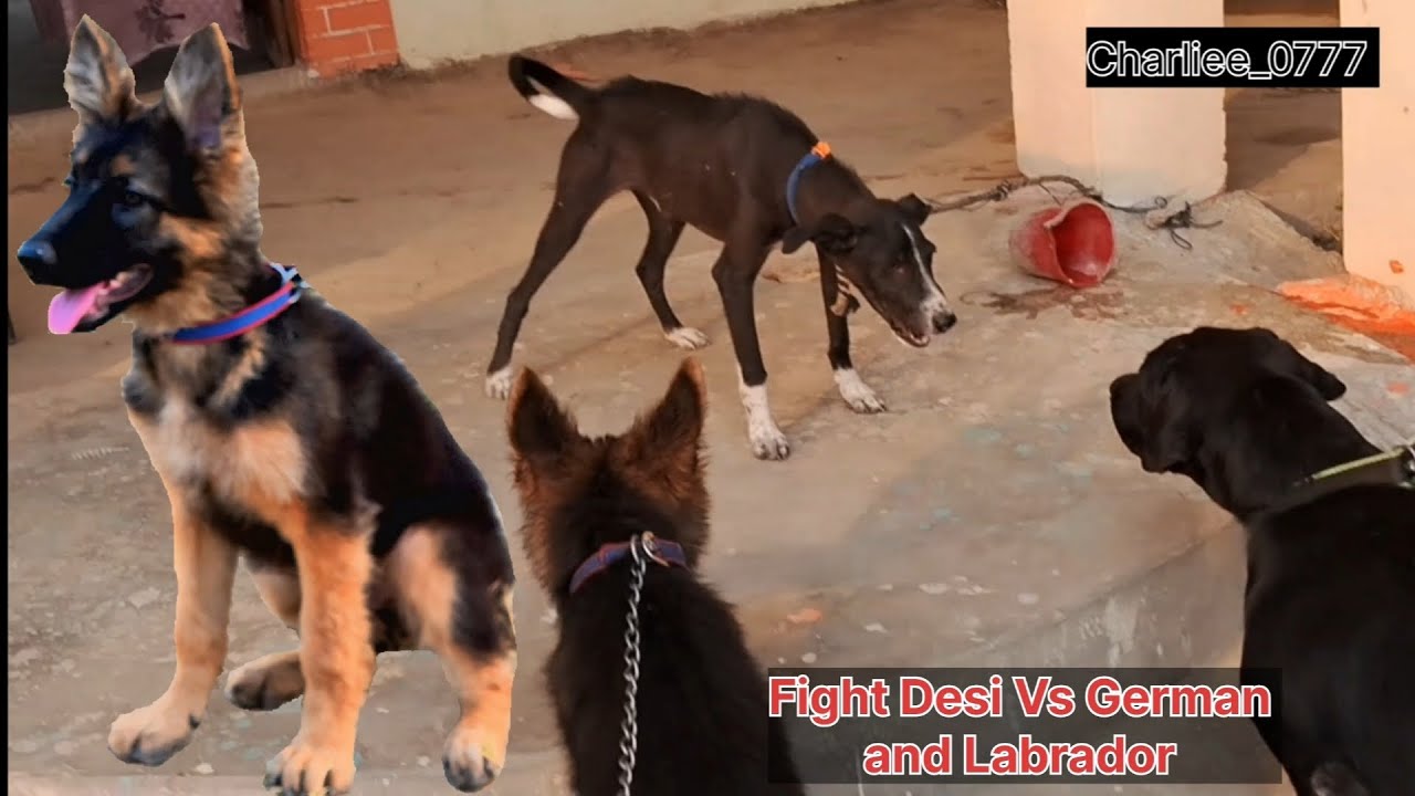 Fight Desi 🐕 dog Vs German sephard😈 or labrador #doglover #doglife # ...