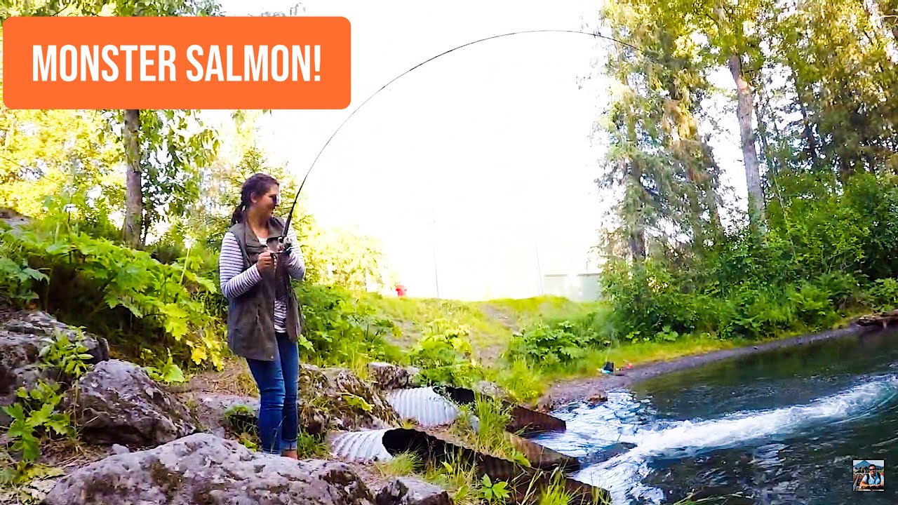Catching PINK SALMON from a SEWER!!! Anchorage Alaska!! - YouTube