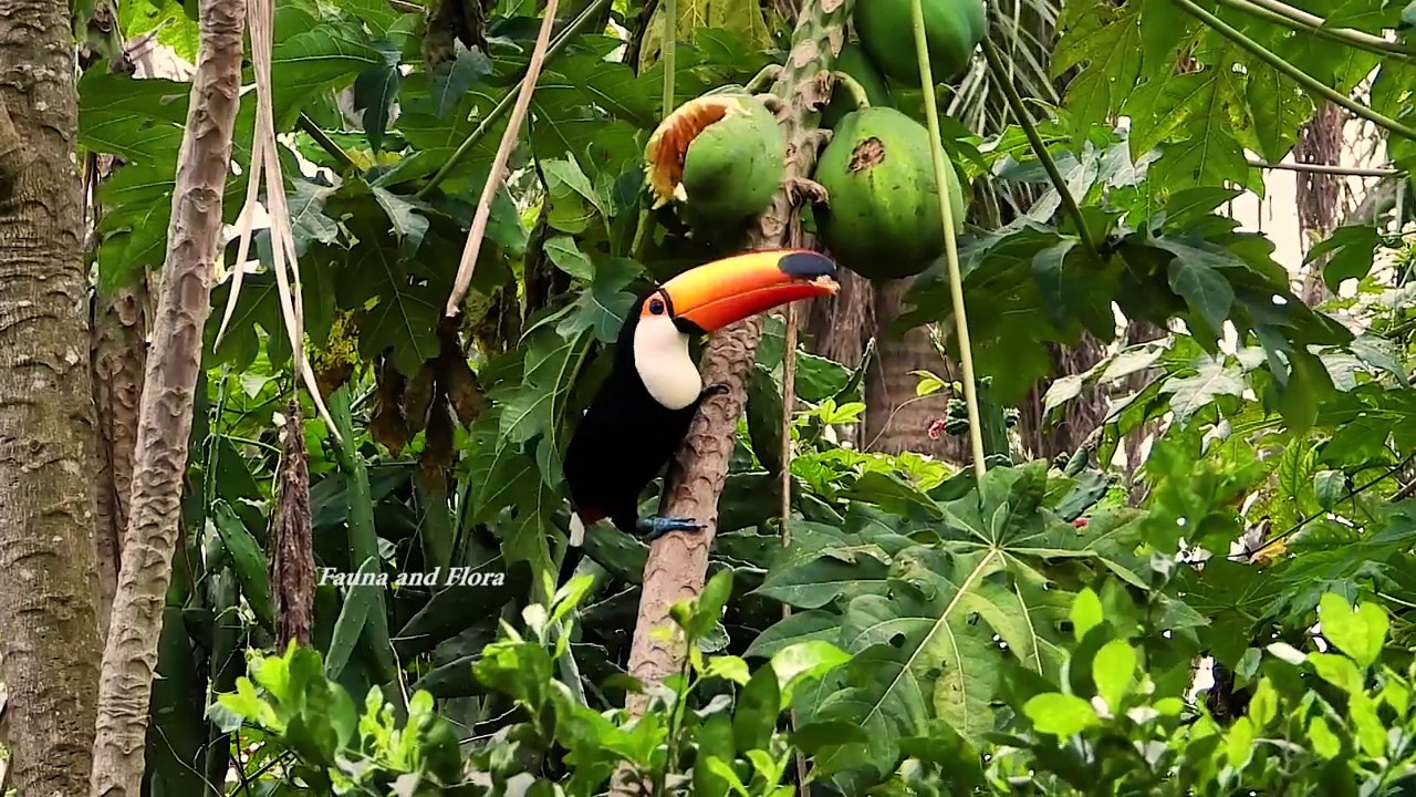 Pics Of Toucans Eating Food
