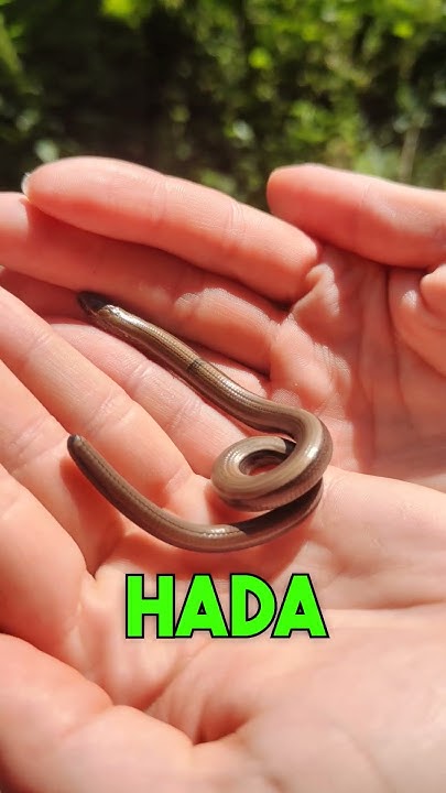 HLEDÁME HADY U JEZÍREK #fyp#had#hadi#chov#chovatel#teraristika#priroda# ...