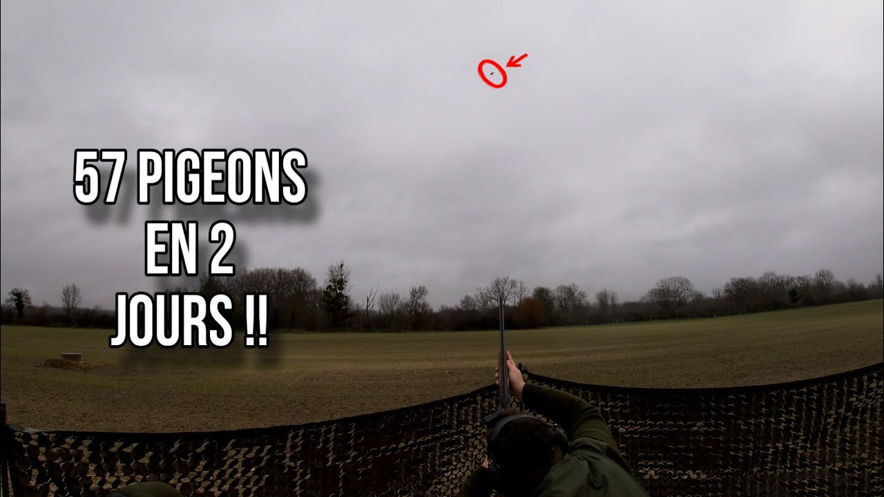 Chasse au pigeon de ferme !! ( 2 jours de chasse ) - YouTube